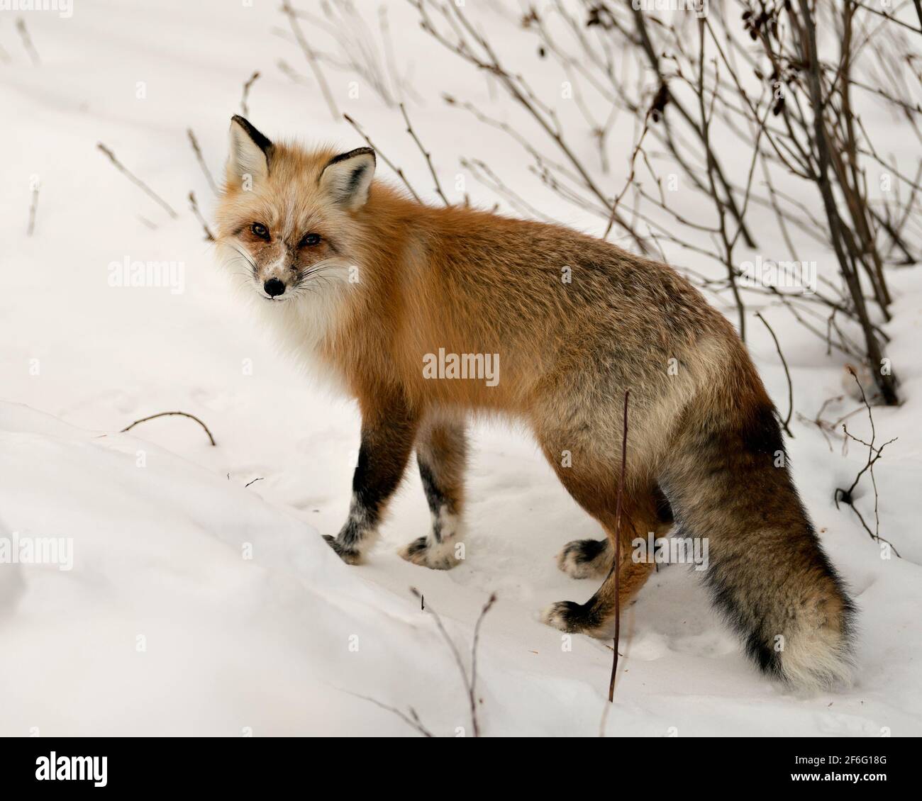 Red unique fox close-up profile side view in the winter season in its ...