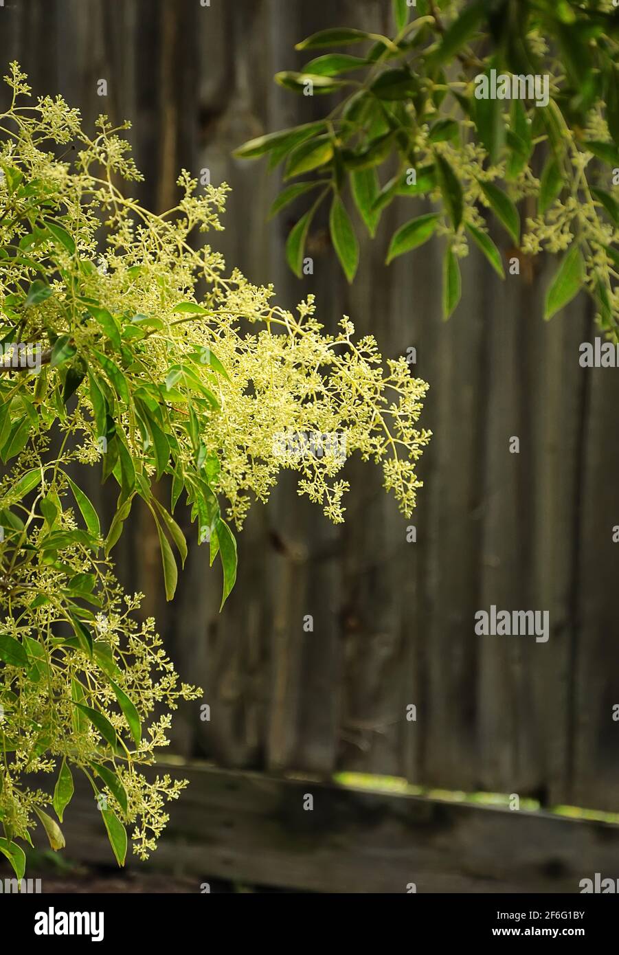 Hopea, a species of evergreen trees of the genus Hopea of the ...