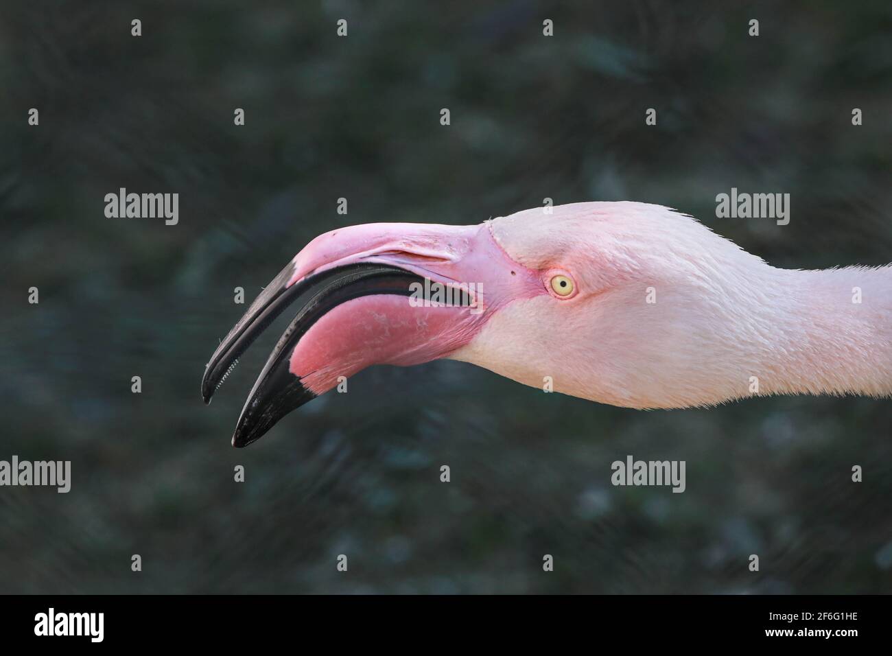Profile of a flamingo close up with beak partially opened showing tiny ...
