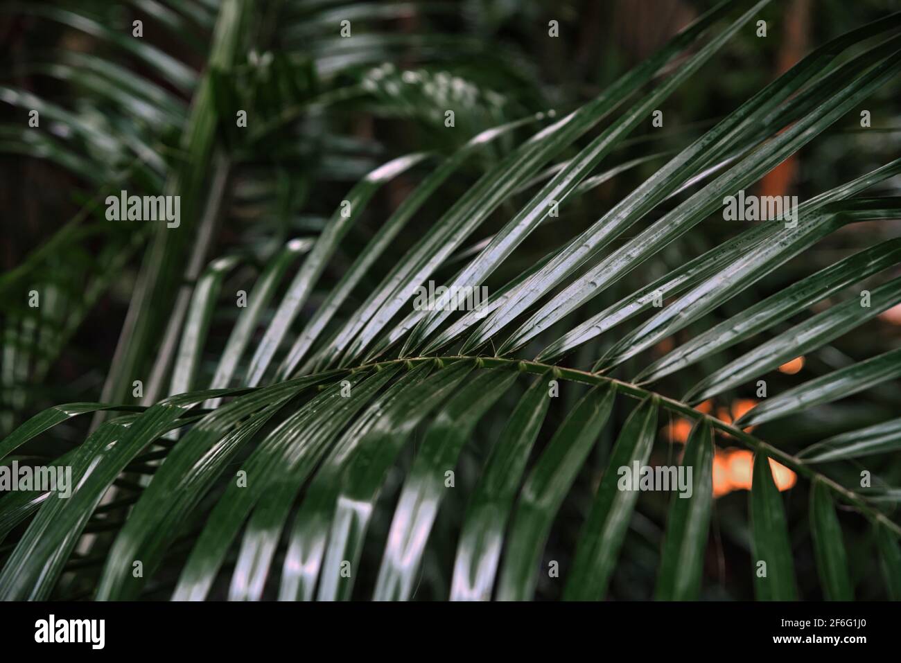 Close up of striped palm tree leaf abstract background. Natural foliage ...