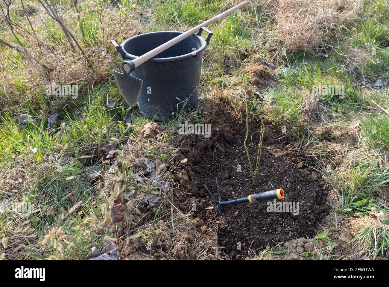 spring work in the garden: transplanting a blueberry seedling Stock ...