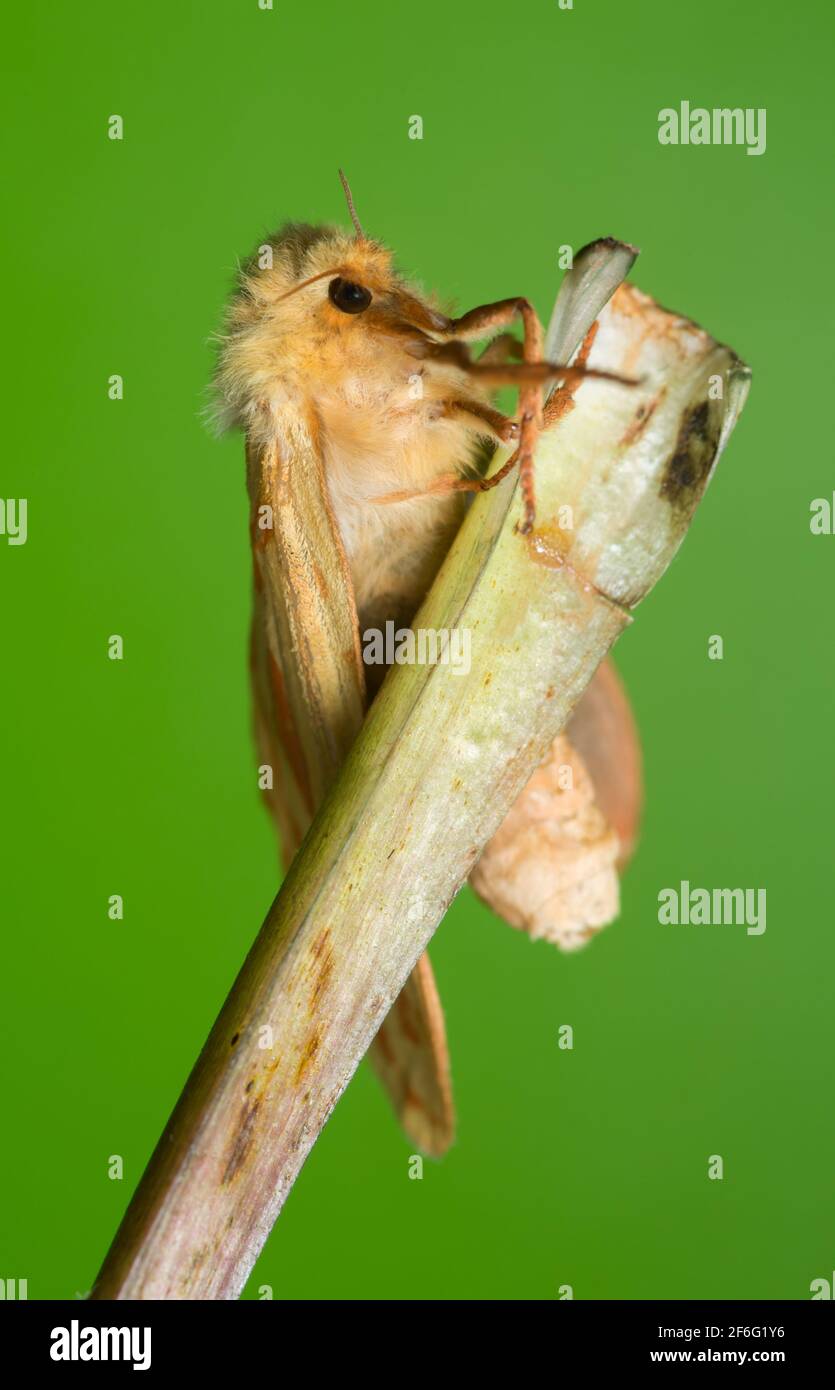 Ghost moth hi-res stock photography and images - Alamy