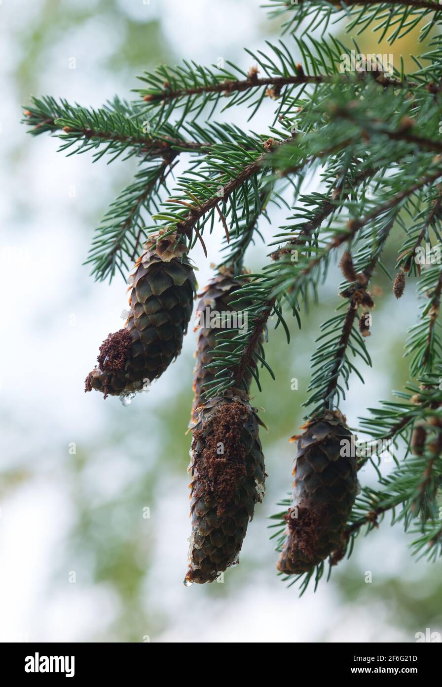 Fir twig hi-res stock photography and images - Alamy