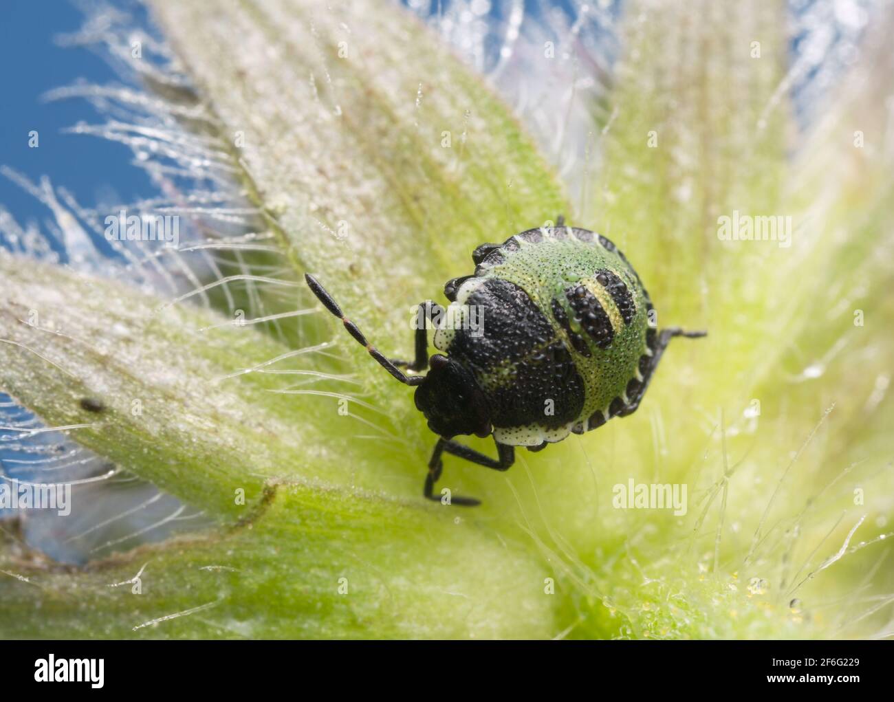 Shield bug nymph on plant Stock Photo - Alamy