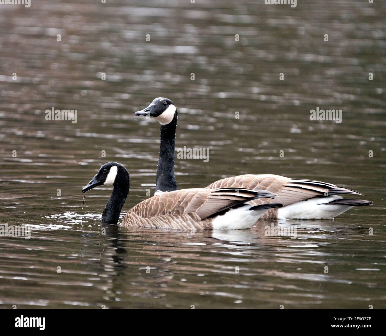 Canadian Geese couple close-up profile view swimming in the water in ...