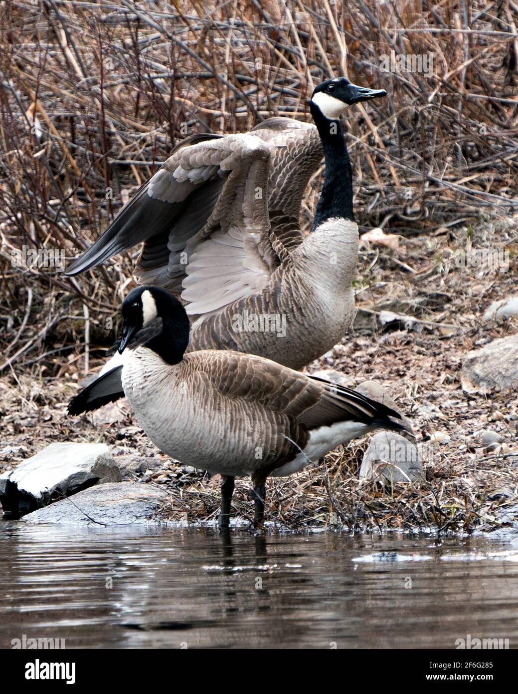Canadian Geese couple close-up profile view by the the water with ...