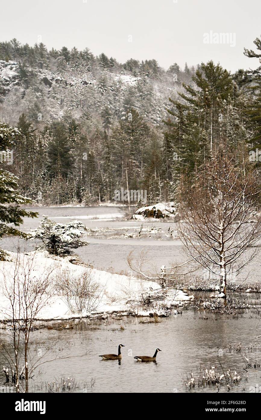 Winter Scenery with two Canadian geese enjoying their environment and ...