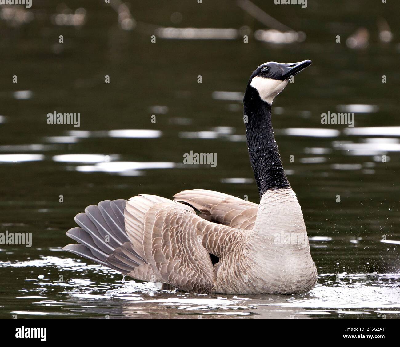 Canadian Geese close-up profile view swimming in the water with spread ...