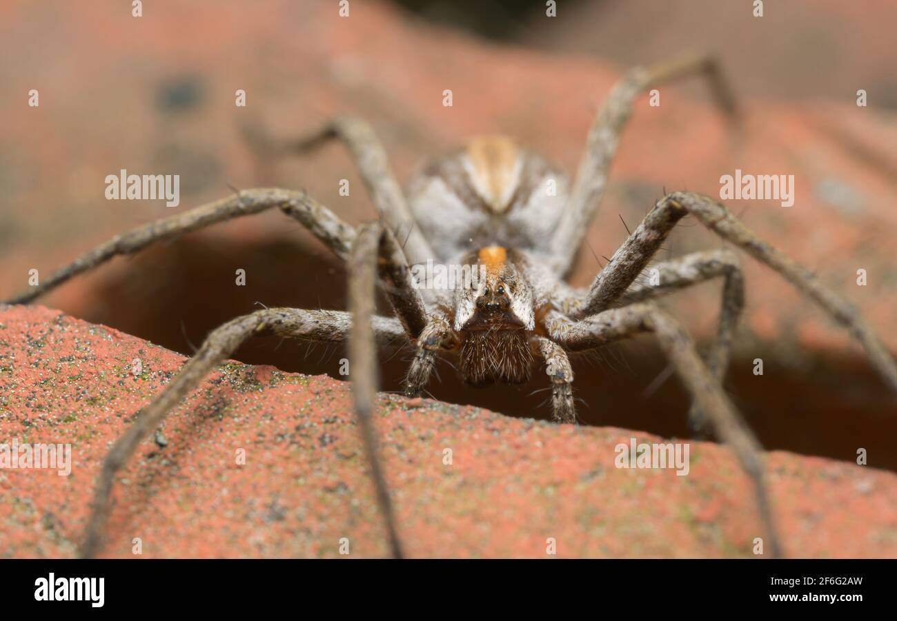 Large female spider hi-res stock photography and images - Alamy