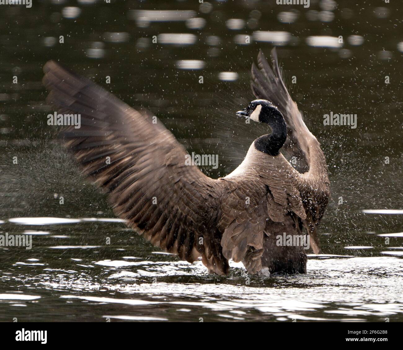 Canadian Geese close-up profile view swimming in the water with spread ...