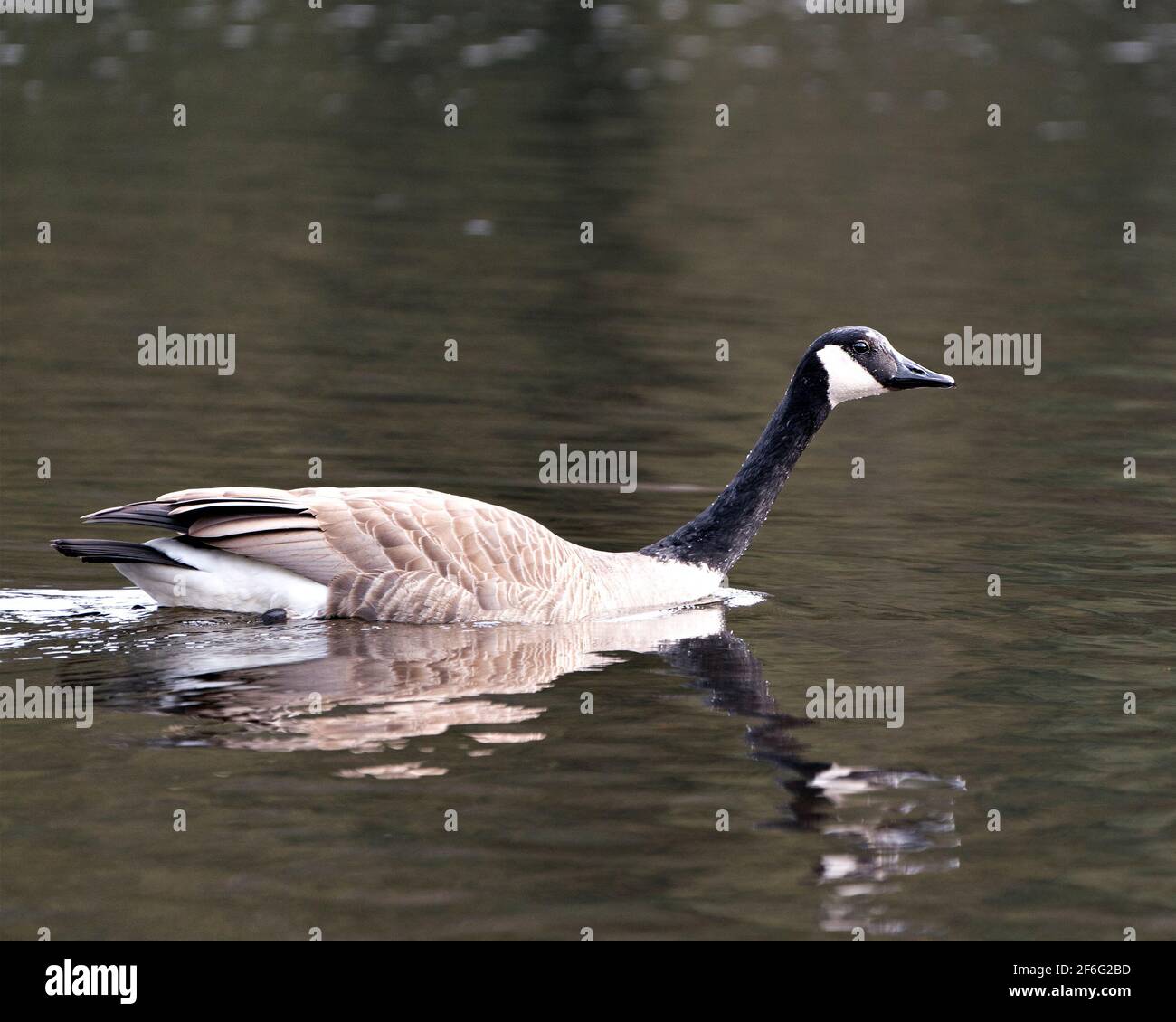 Canadian Geese close-up profile view swimming in the water in its ...