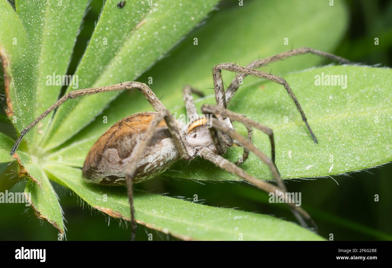 Female nursery web spider, Pisaura mirabilis Stock Photo - Alamy