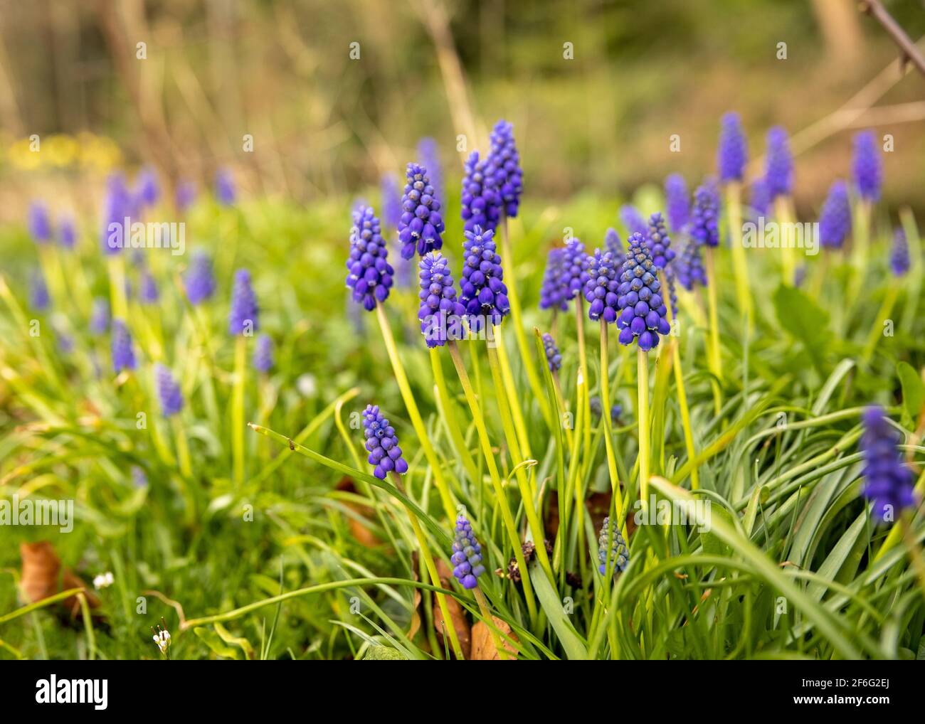 Chesterfield canal spring hi-res stock photography and images - Alamy
