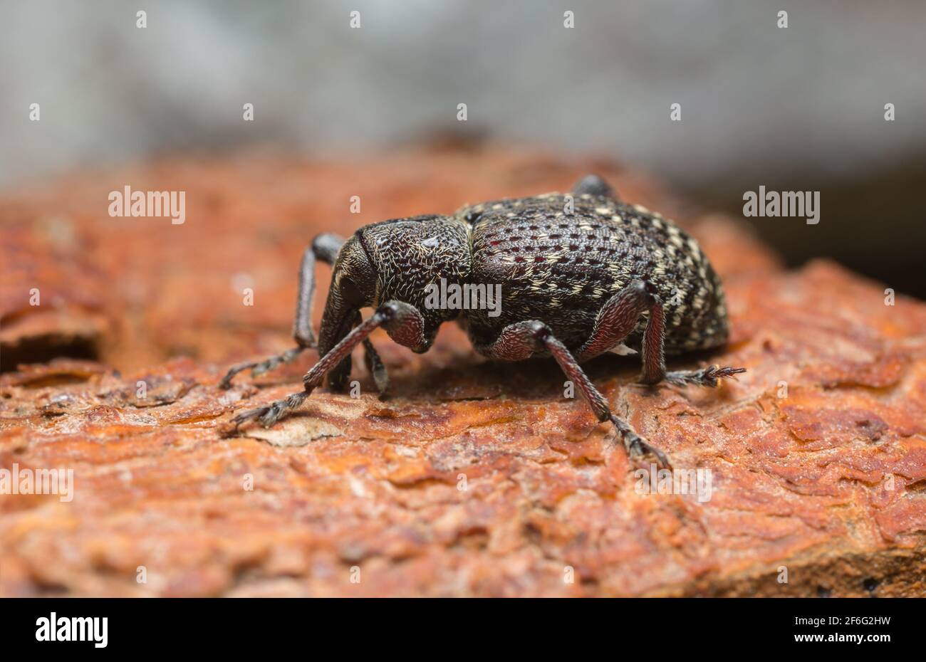 Wood weevil hi-res stock photography and images - Alamy