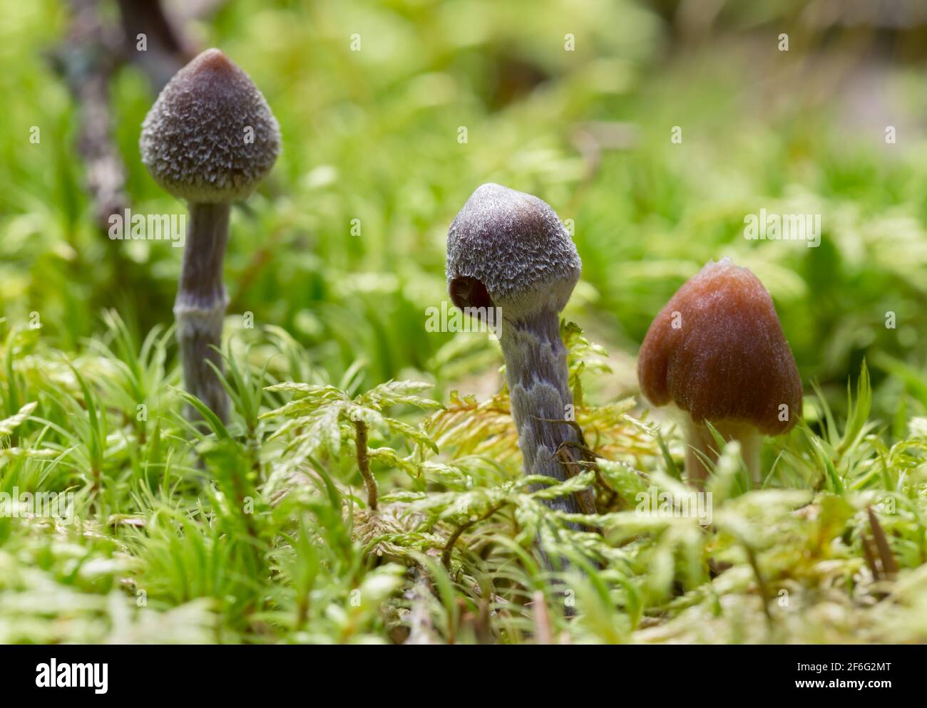 Cortinarius hi-res stock photography and images - Alamy