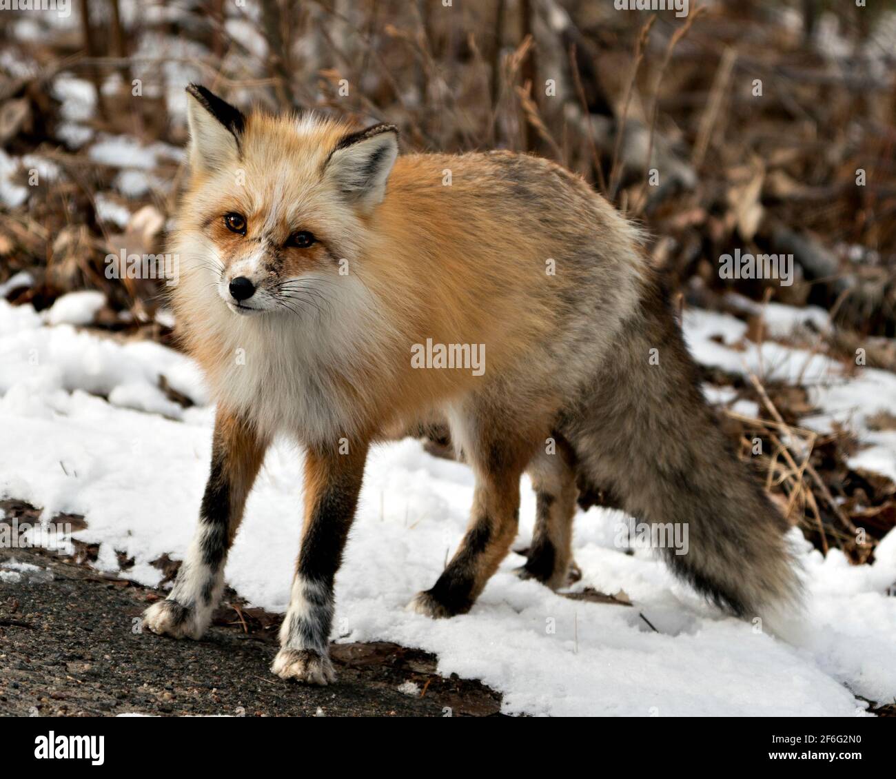 Red unique fox close-up profile looking at camera in the winter season ...