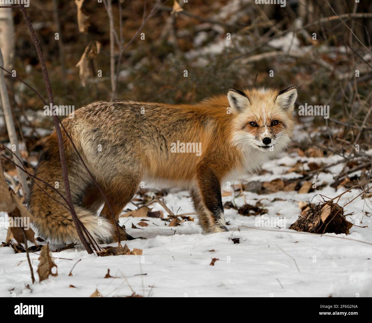 Red unique fox close-up profile side view looking at camera in the ...