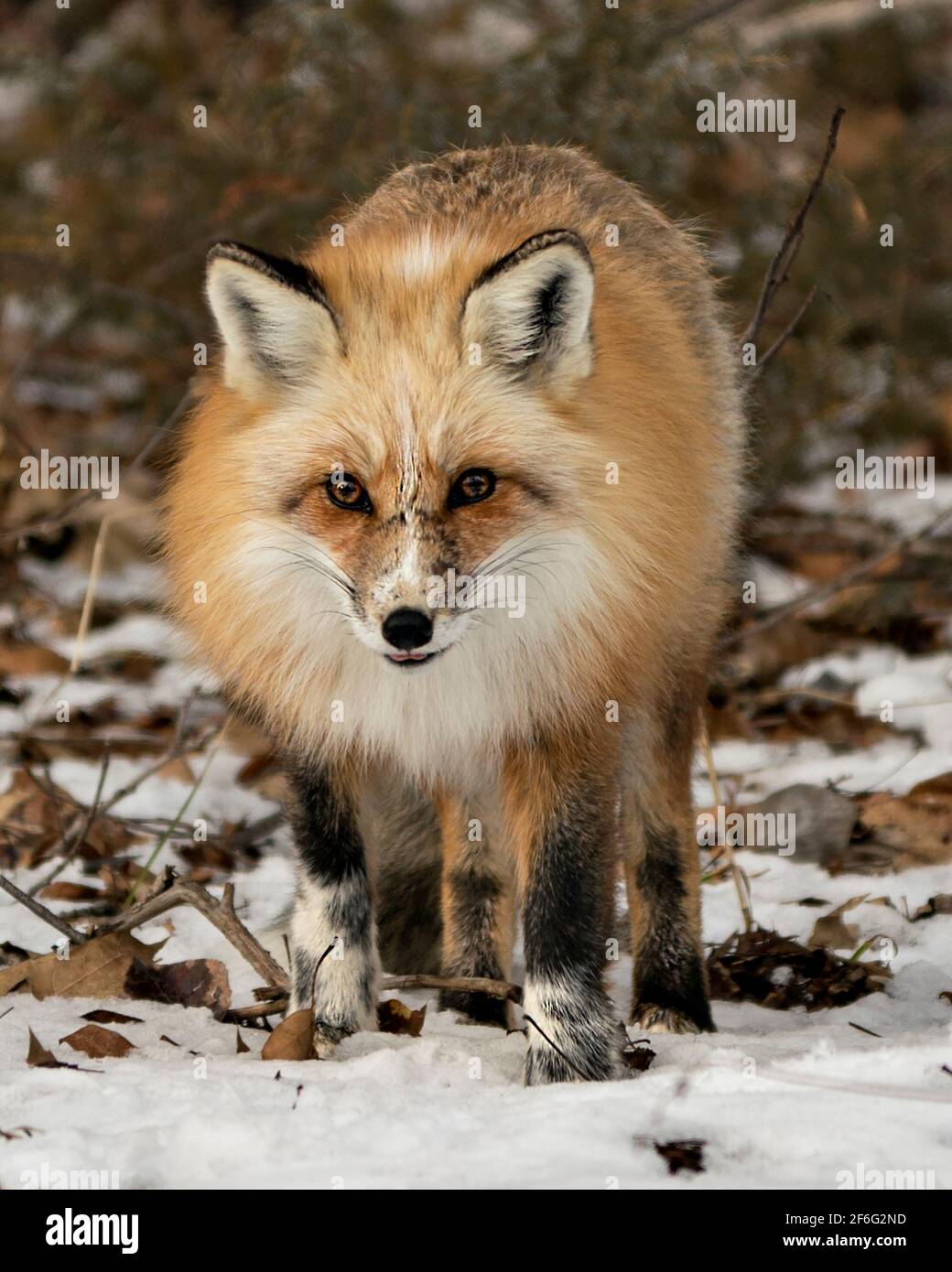 Red unique fox close-up profile walking and looking towards you in the ...