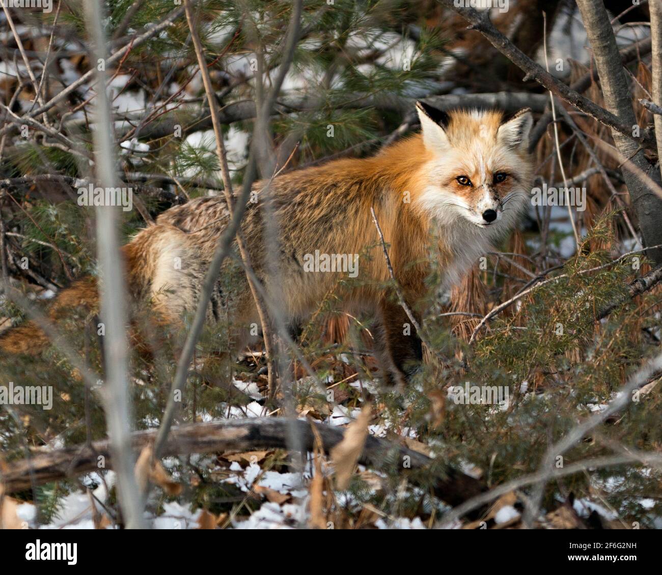 Red unique fox close-up profile looking at camera in the winter season ...