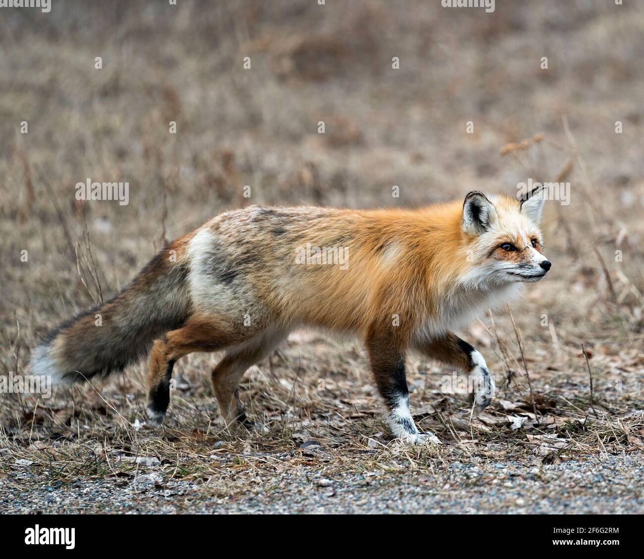 Red unique fox close-up side view profile in the spring season in its ...