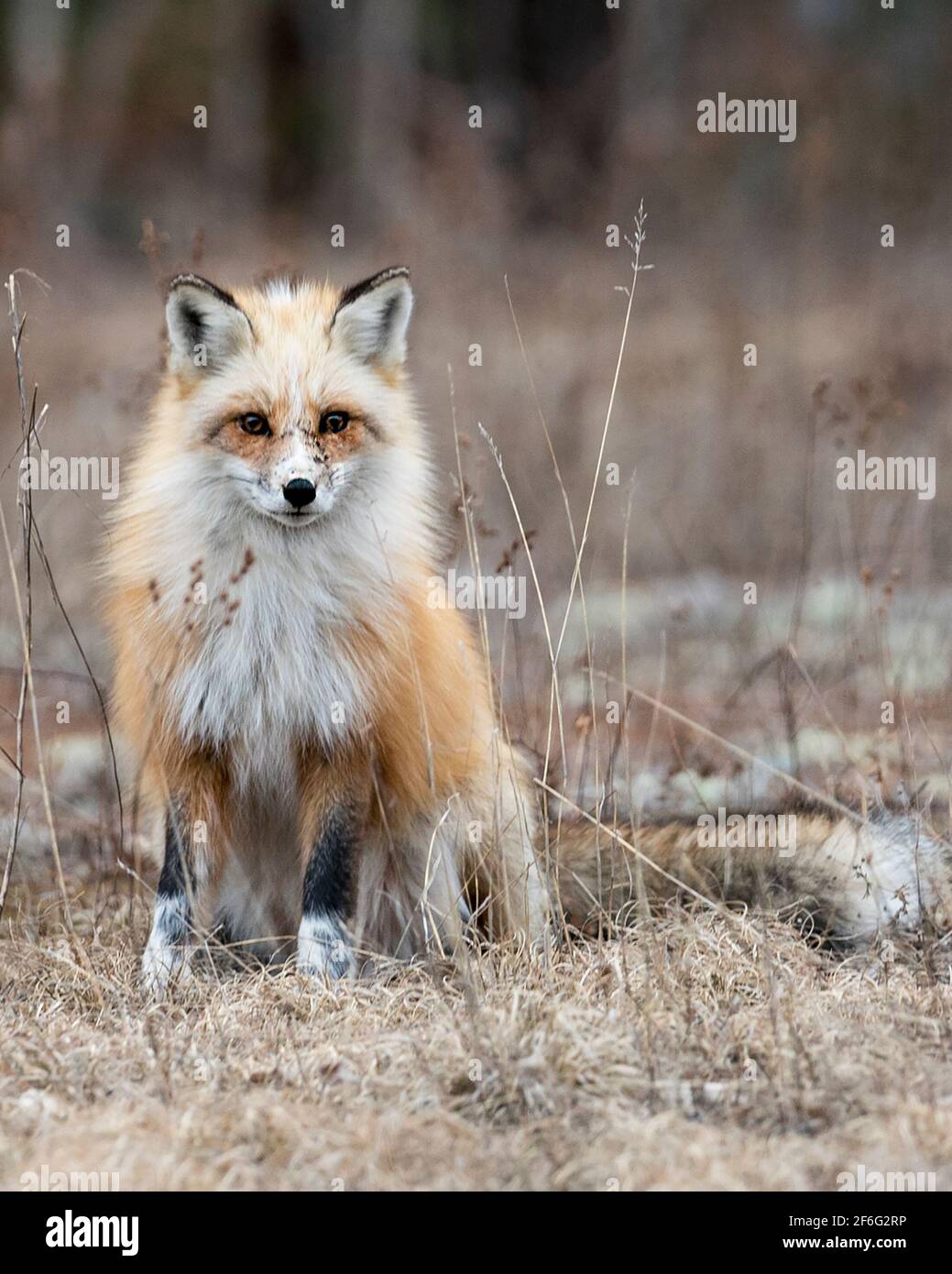 Red unique fox close-up profile view, sitting and looking at you in the ...