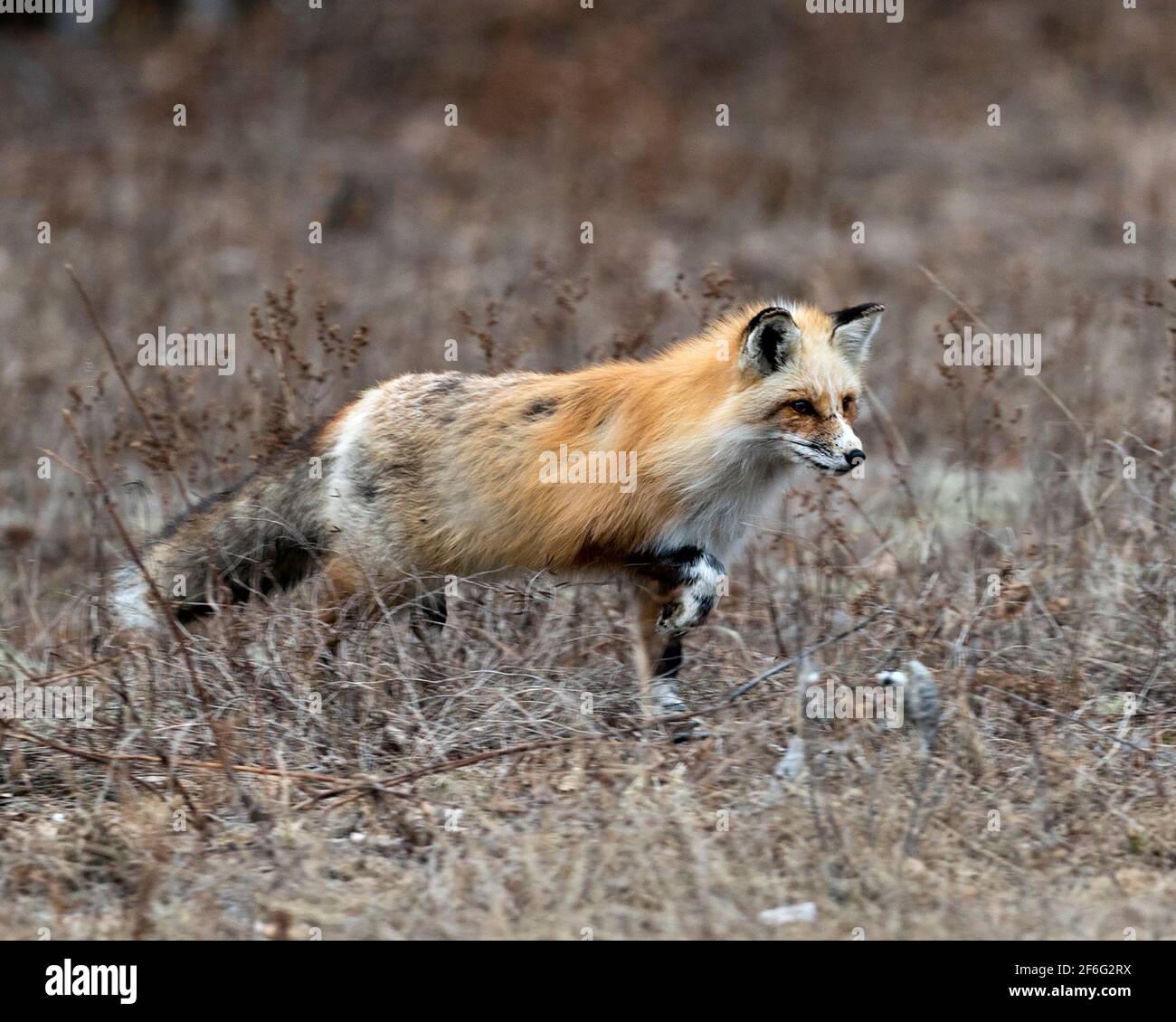 Red fox magazine picture hi-res stock photography and images - Alamy