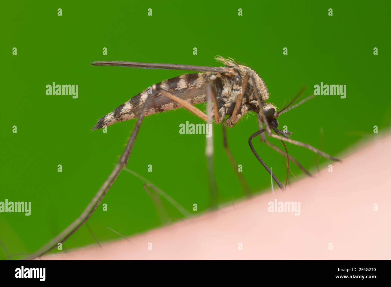 Green mosquito close up hi-res stock photography and images - Alamy