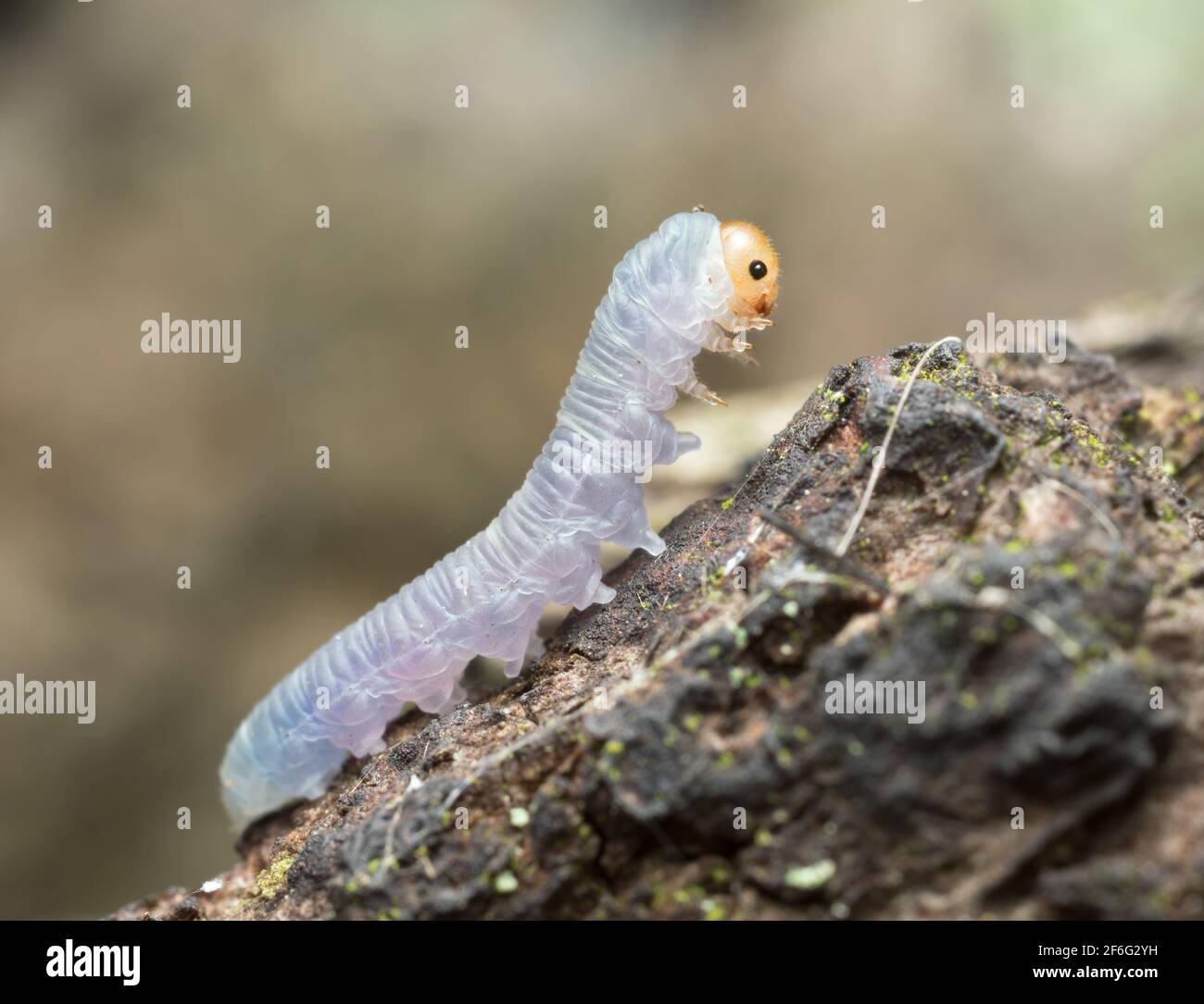 Sawfly, Symphyta larva on wood Stock Photo - Alamy