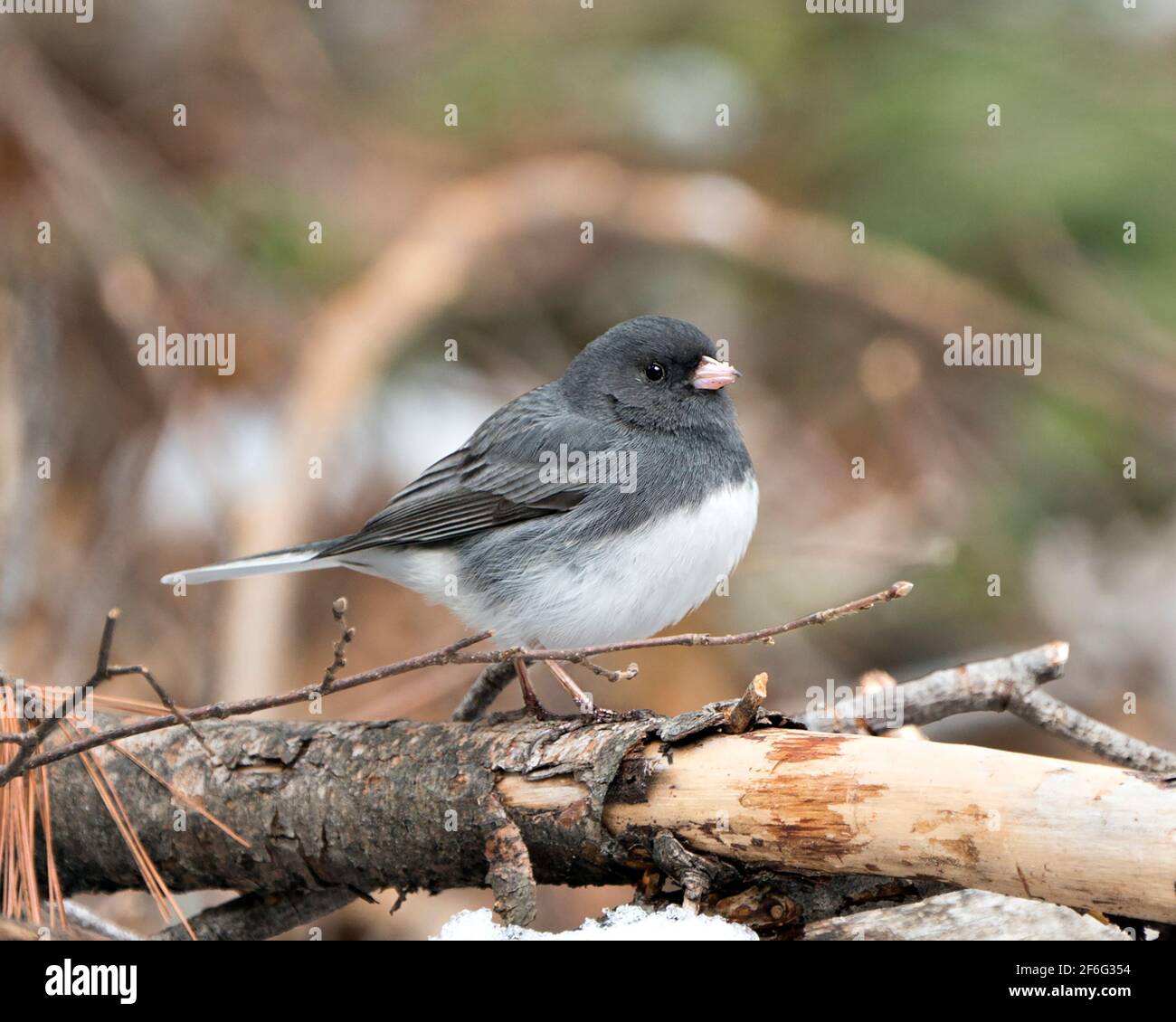 Junco bird perched on a branch displaying grey feather plumage, head ...