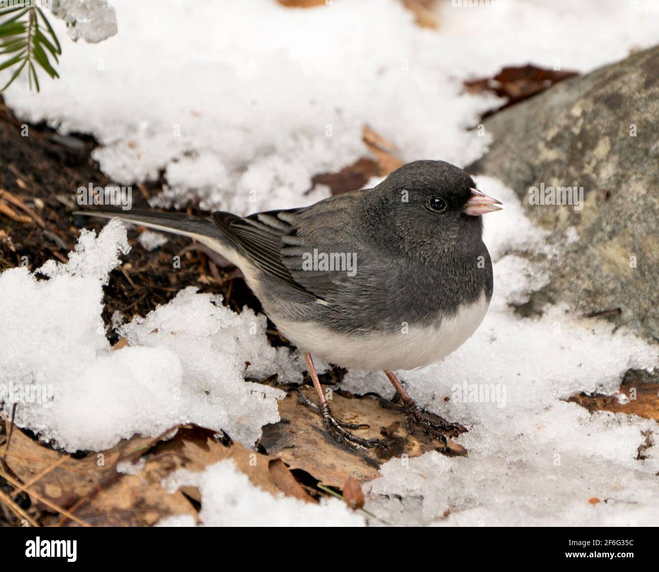 Dark eyed junco female photo and image hi-res stock photography and ...