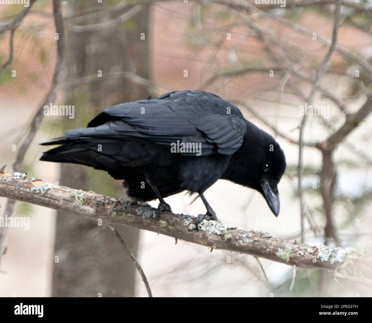 Raven bird perched on a tree branch with blur forest background ...