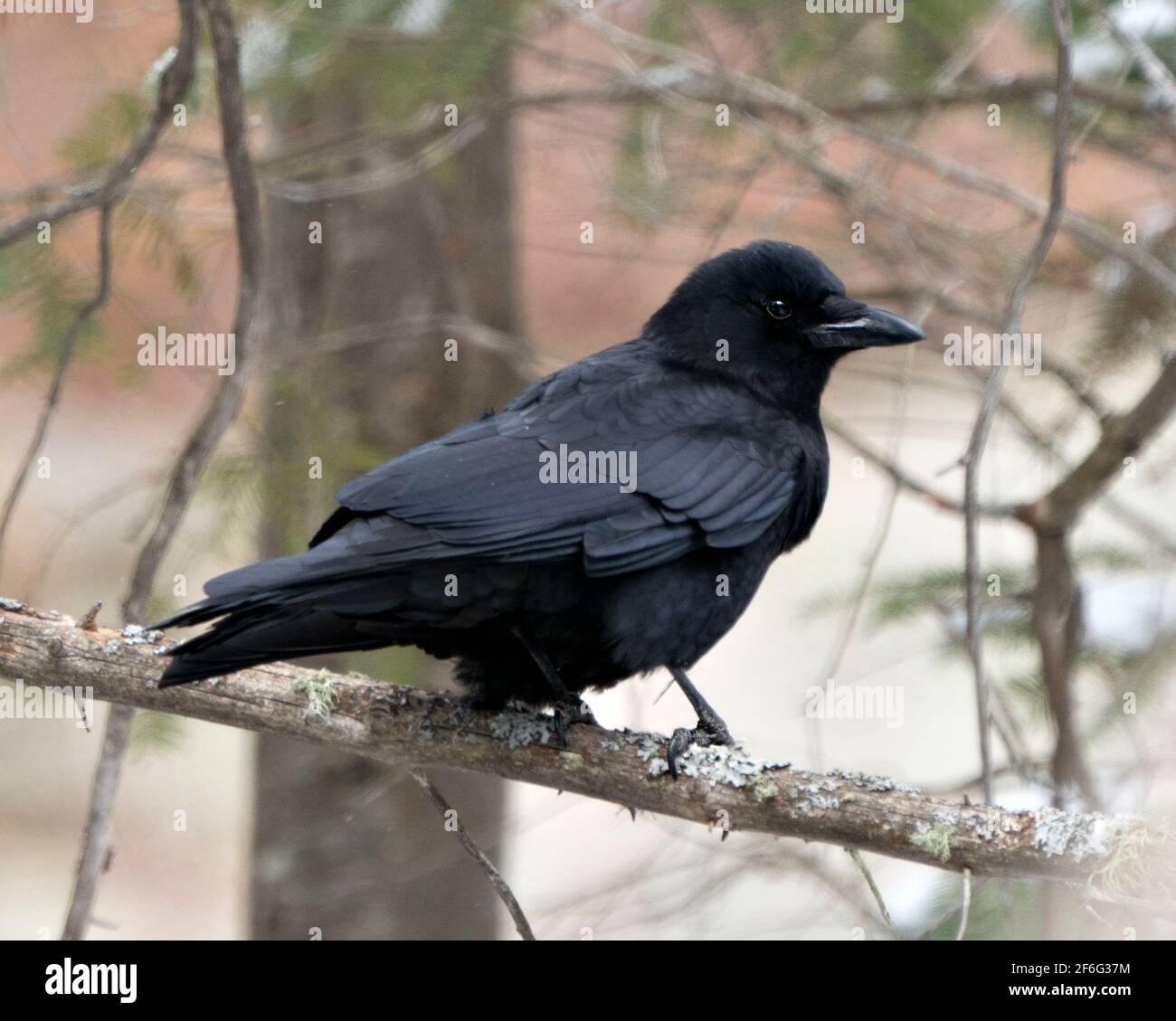 Raven bird perched on a tree branch with blur forest background ...
