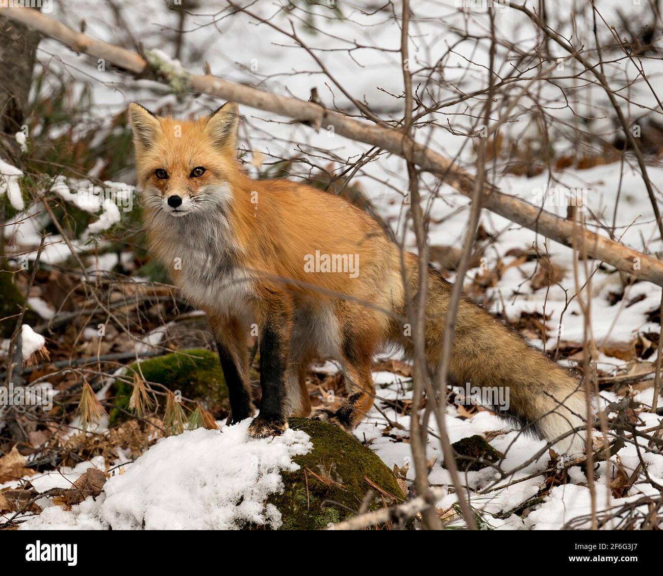Red fox calendar picture hi-res stock photography and images - Alamy