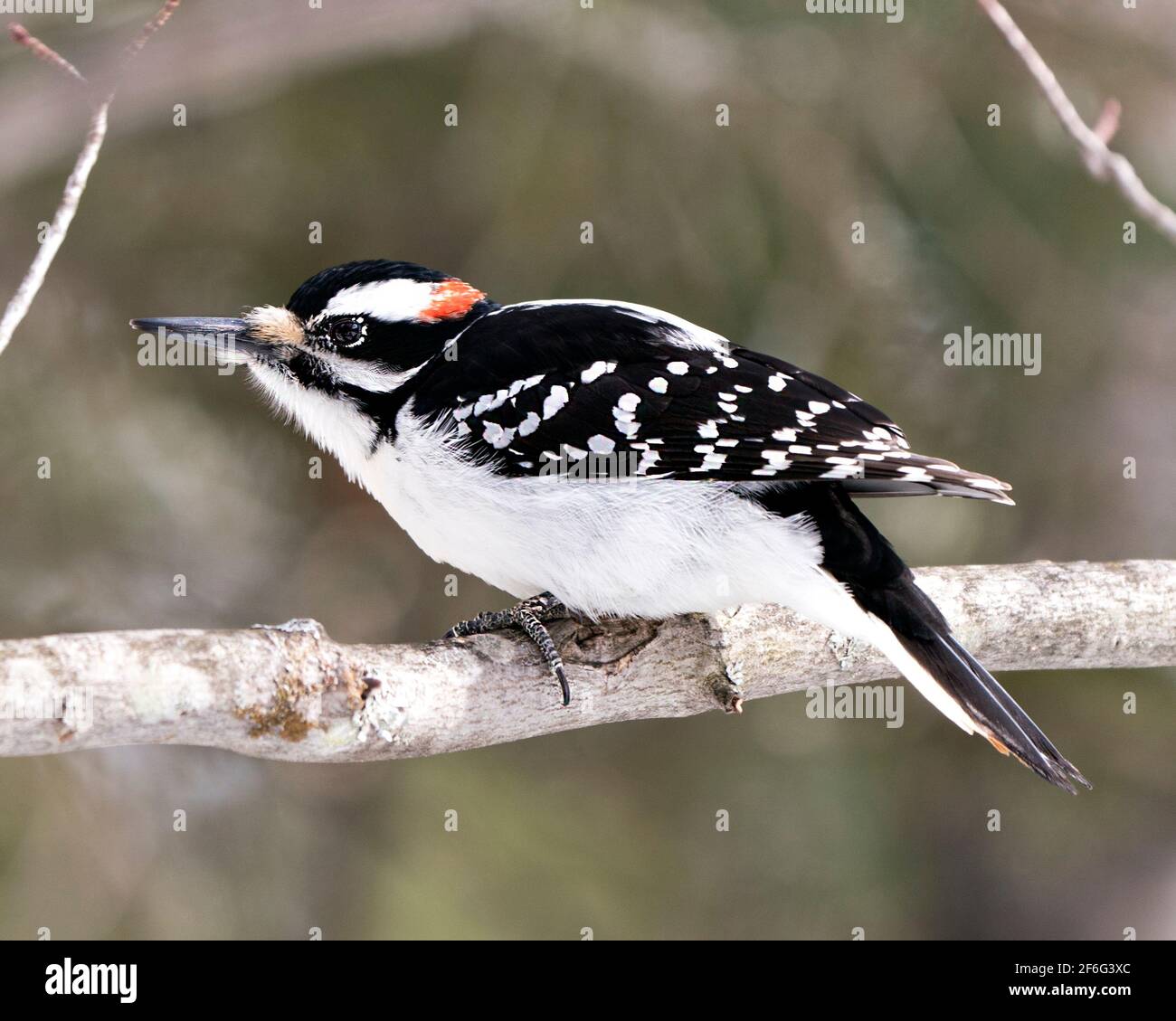 Woodpecker close-up profile view perched on tree branch and displaying ...
