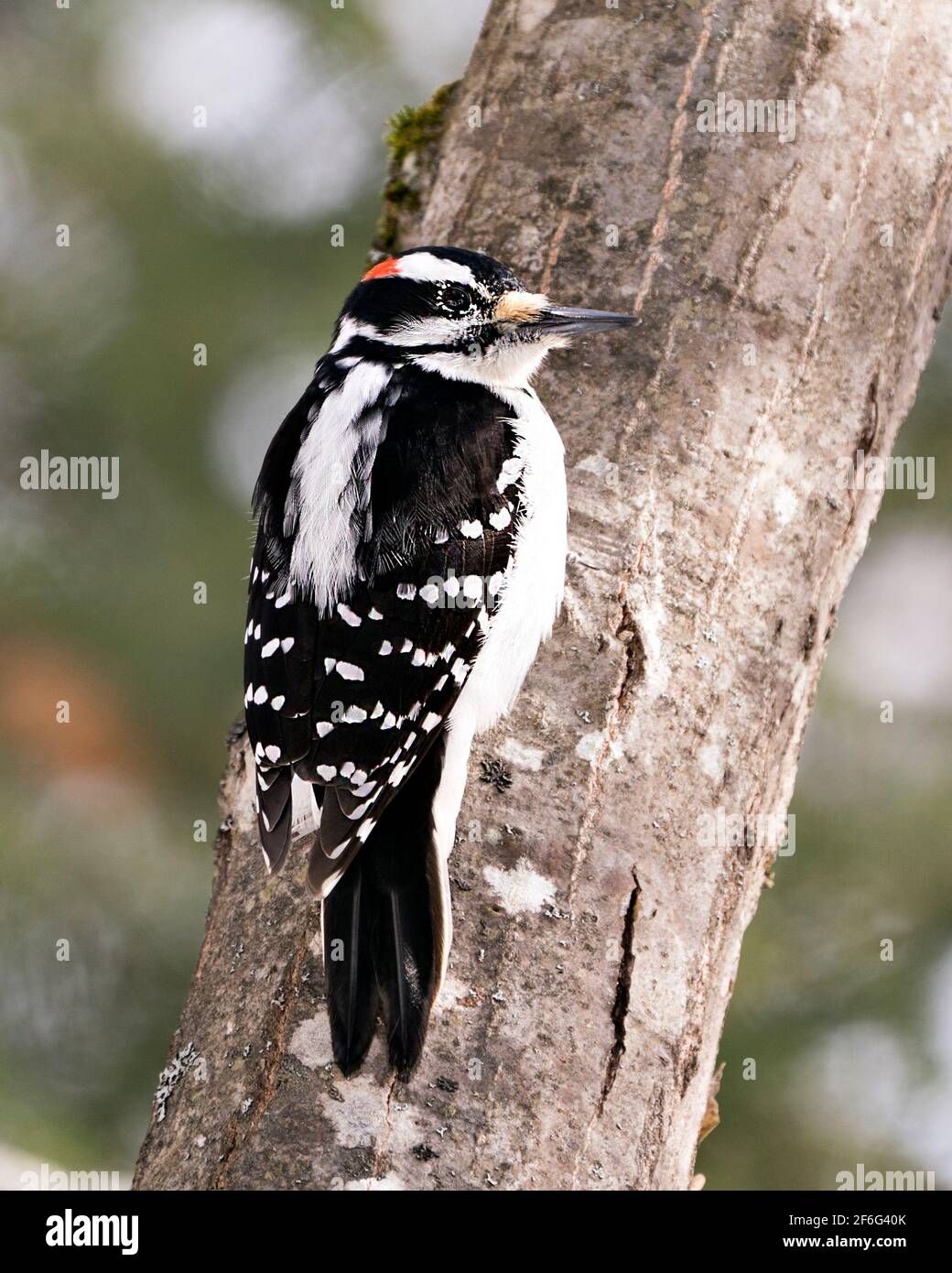Woodpecker close-up profile view climbing tree trunk and displaying ...