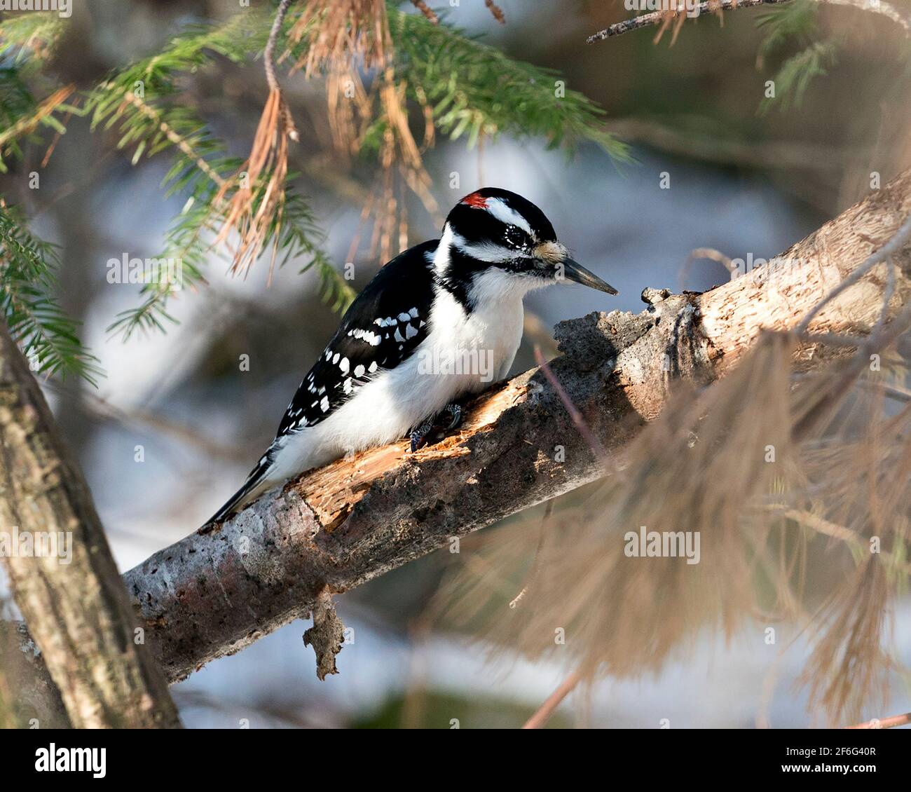 Woodpecker male close-up profile view perched on a tree branches with ...