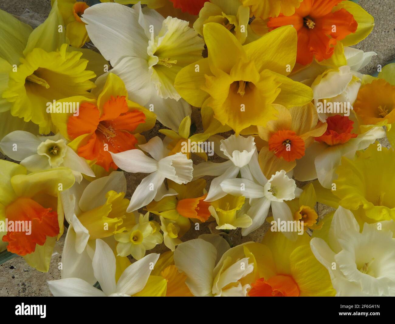 Floral image looking down on a mass of differing varieties of daffodils ...