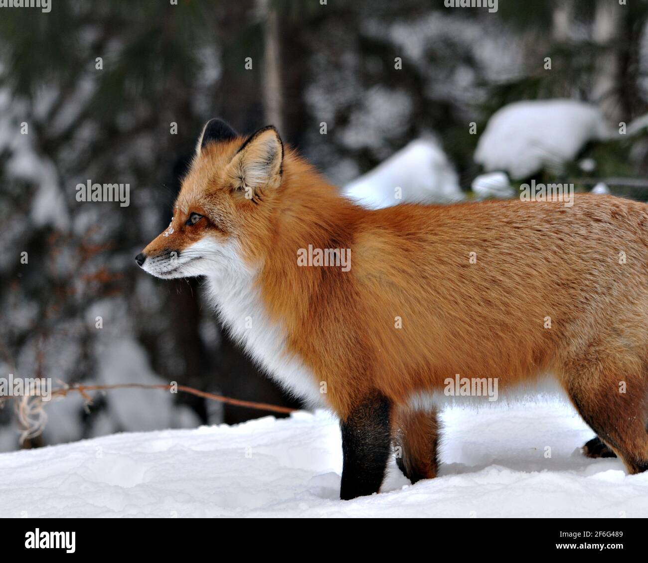 Red fox side view image hi-res stock photography and images - Alamy