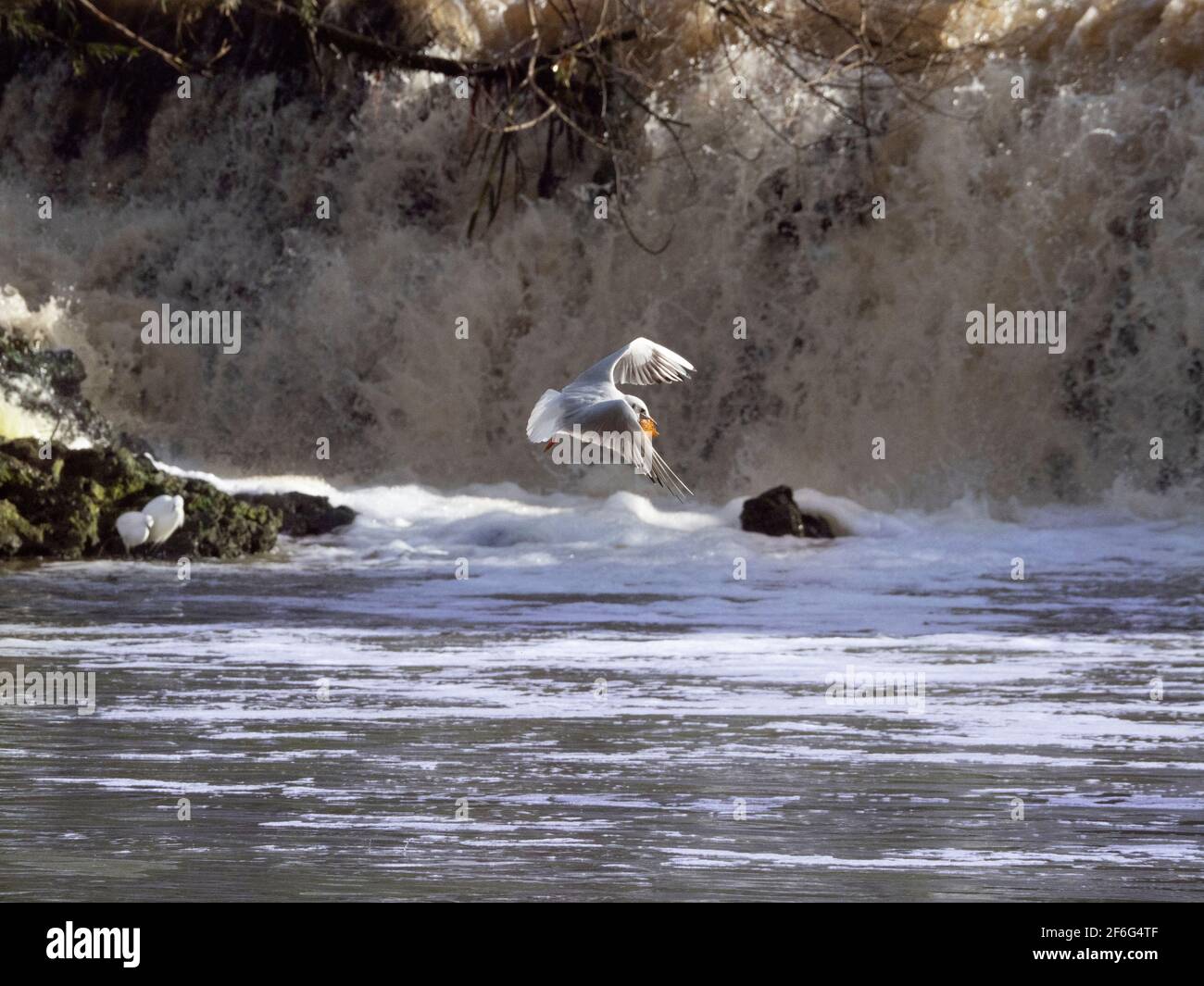 Seagull flying over waterfall hi-res stock photography and images - Alamy