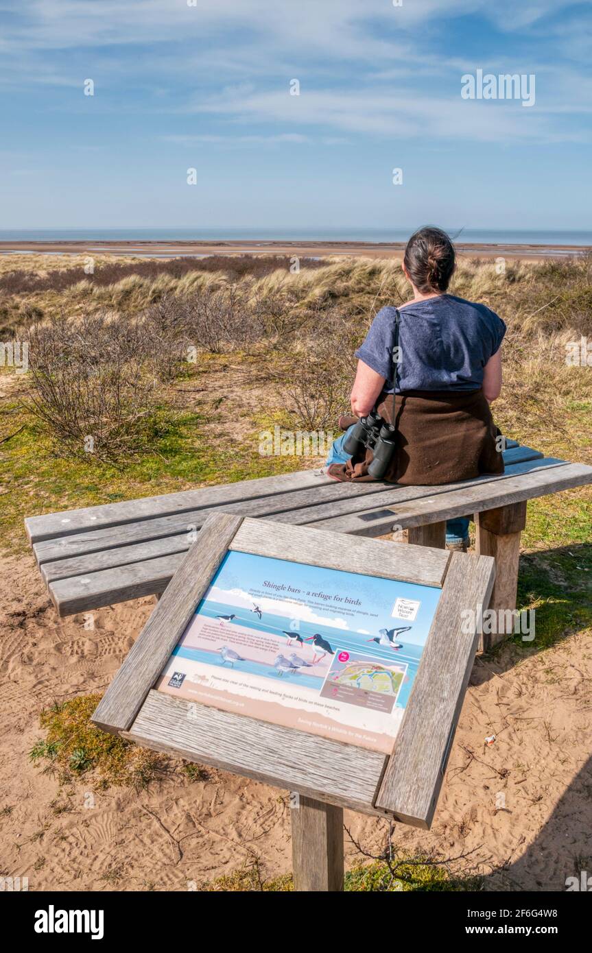 A woman on a seat looking out to sea at Holme Dunes nature reserve on ...