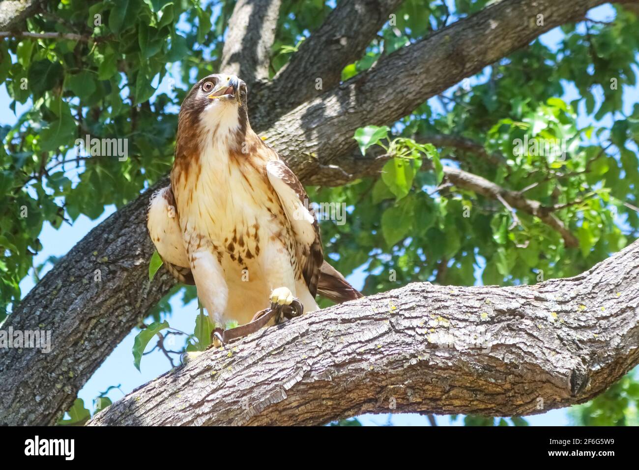 Trained falcon hi-res stock photography and images - Alamy