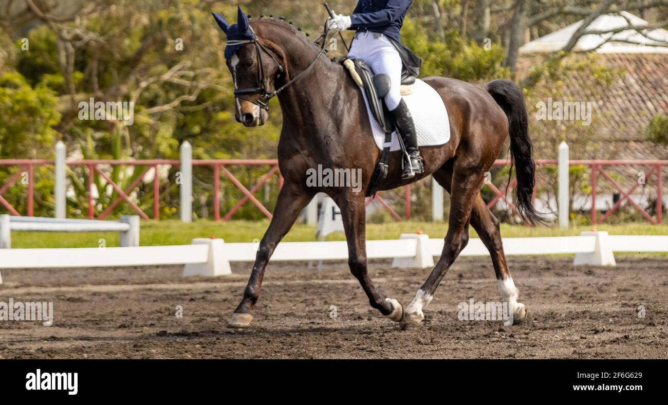 Dressage horse competition hi-res stock photography and images - Alamy