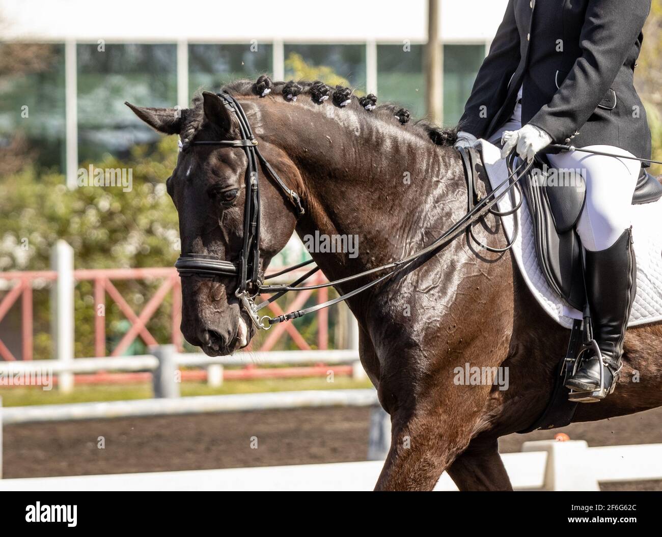 Dressage horse hi-res stock photography and images - Alamy