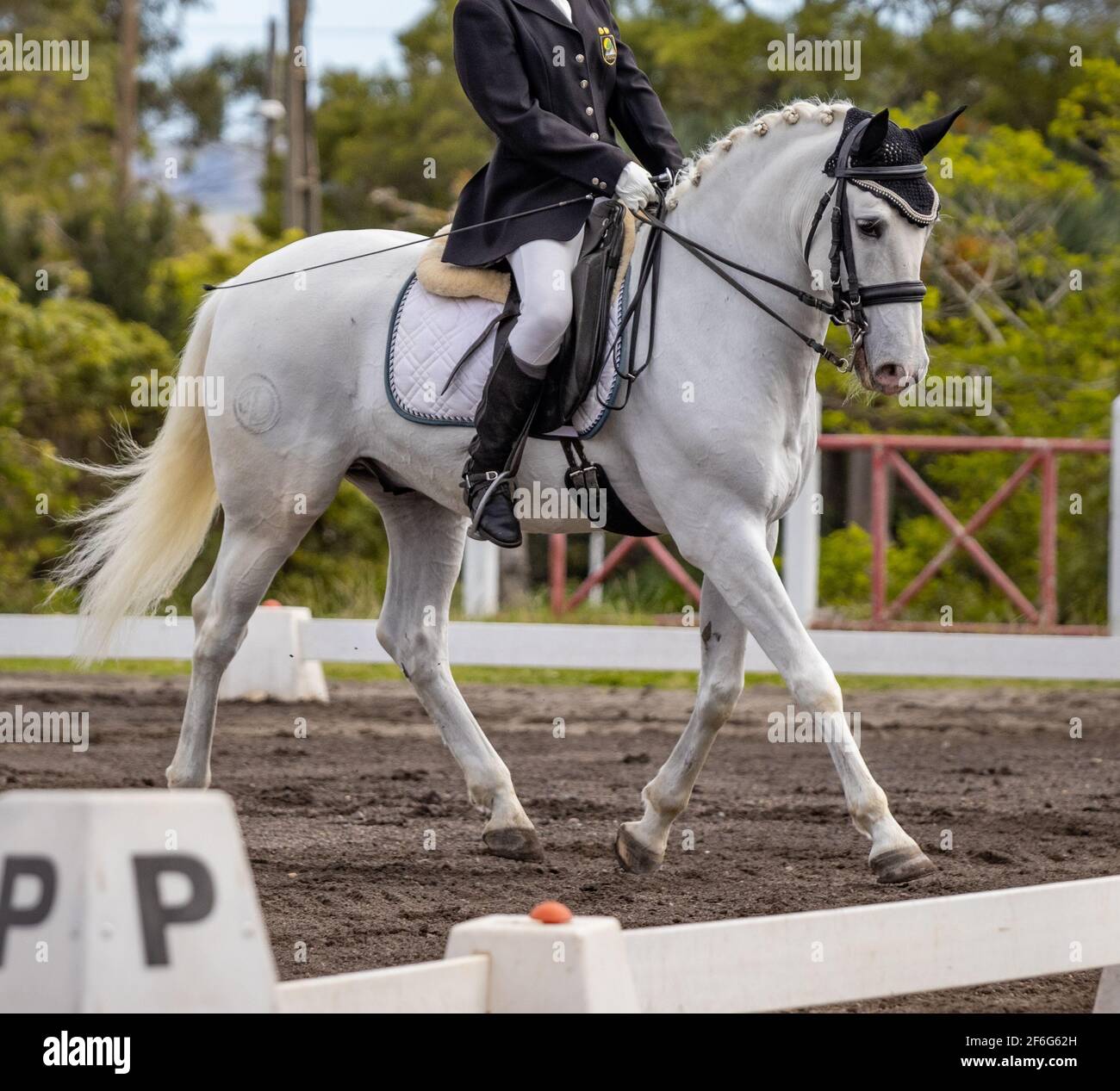 Dressage competition, horse riding in arena outdoors, Lusitano breed ...