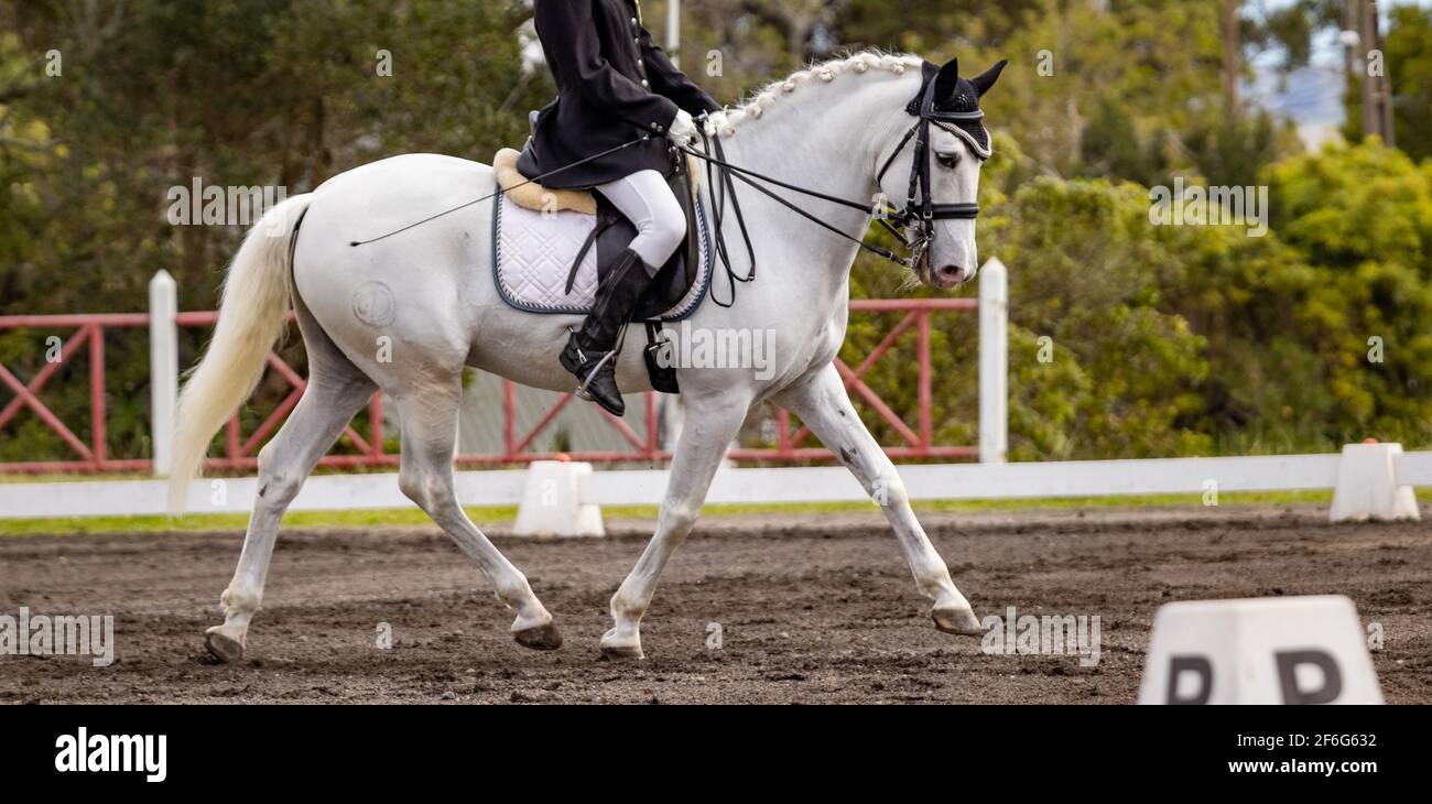 Dressage competition, horse riding in arena outdoors, Lusitano breed ...