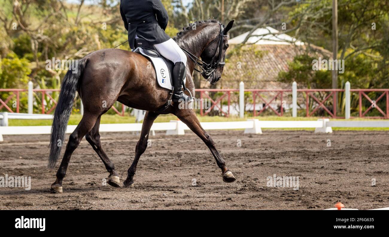 Dressage competition, horse riding in arena outdoors, Lusitano breed ...