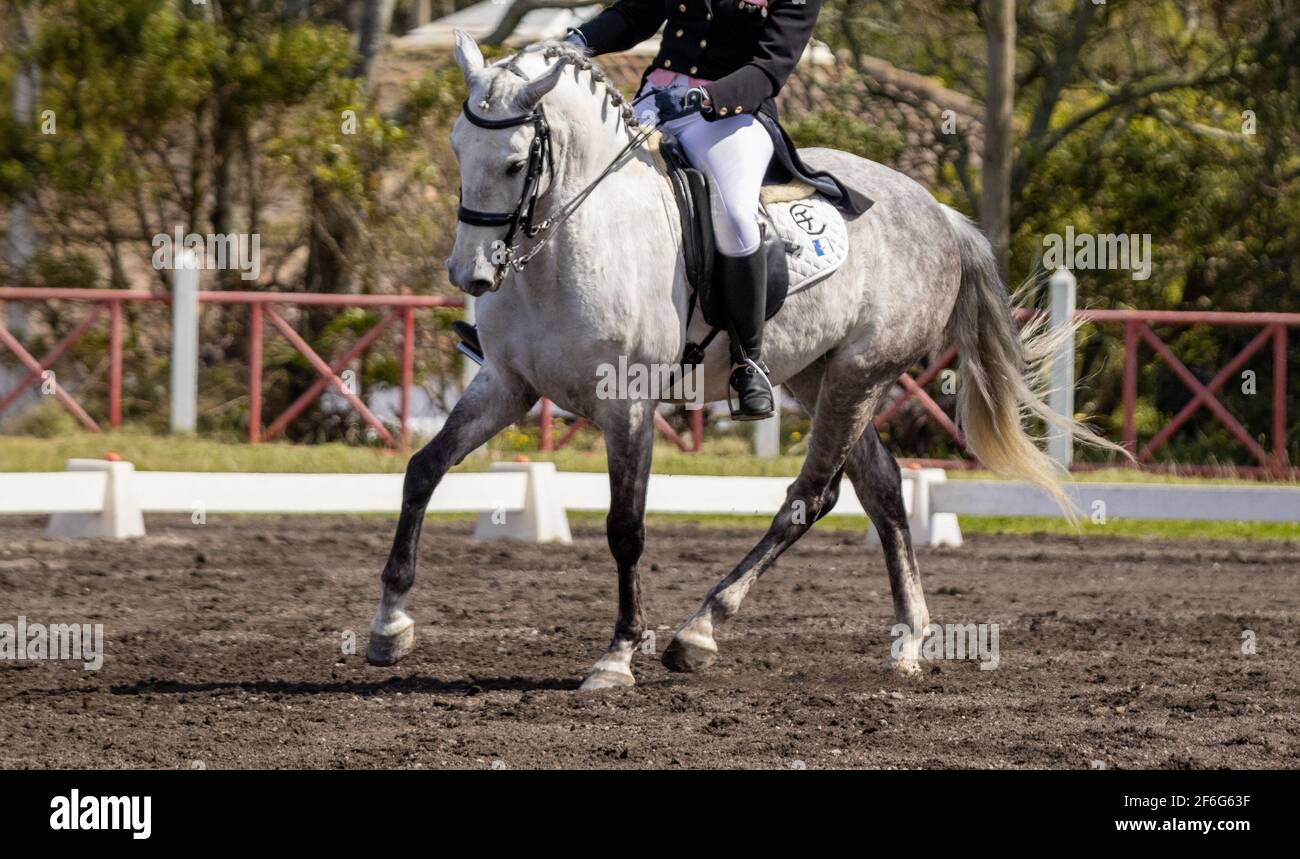 Dressage competition, horse riding in arena outdoors, Lusitano breed ...