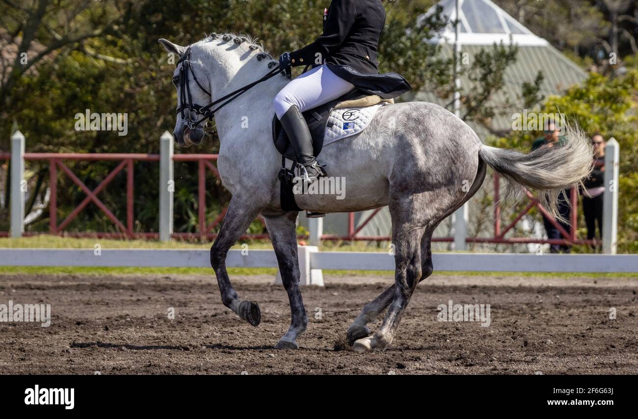 Dressage competition, horse riding in arena outdoors, Lusitano breed ...