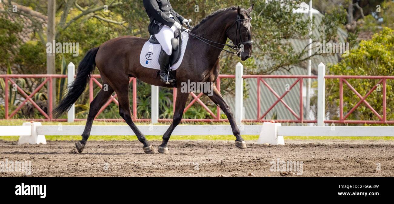 Dressage competition, horse riding in arena outdoors, Lusitano breed ...