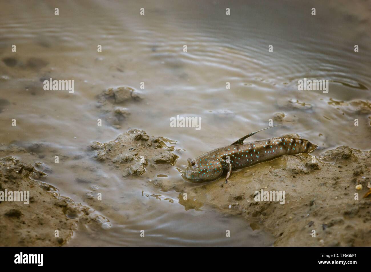 Mudskipper amphibious fish hi-res stock photography and images - Alamy